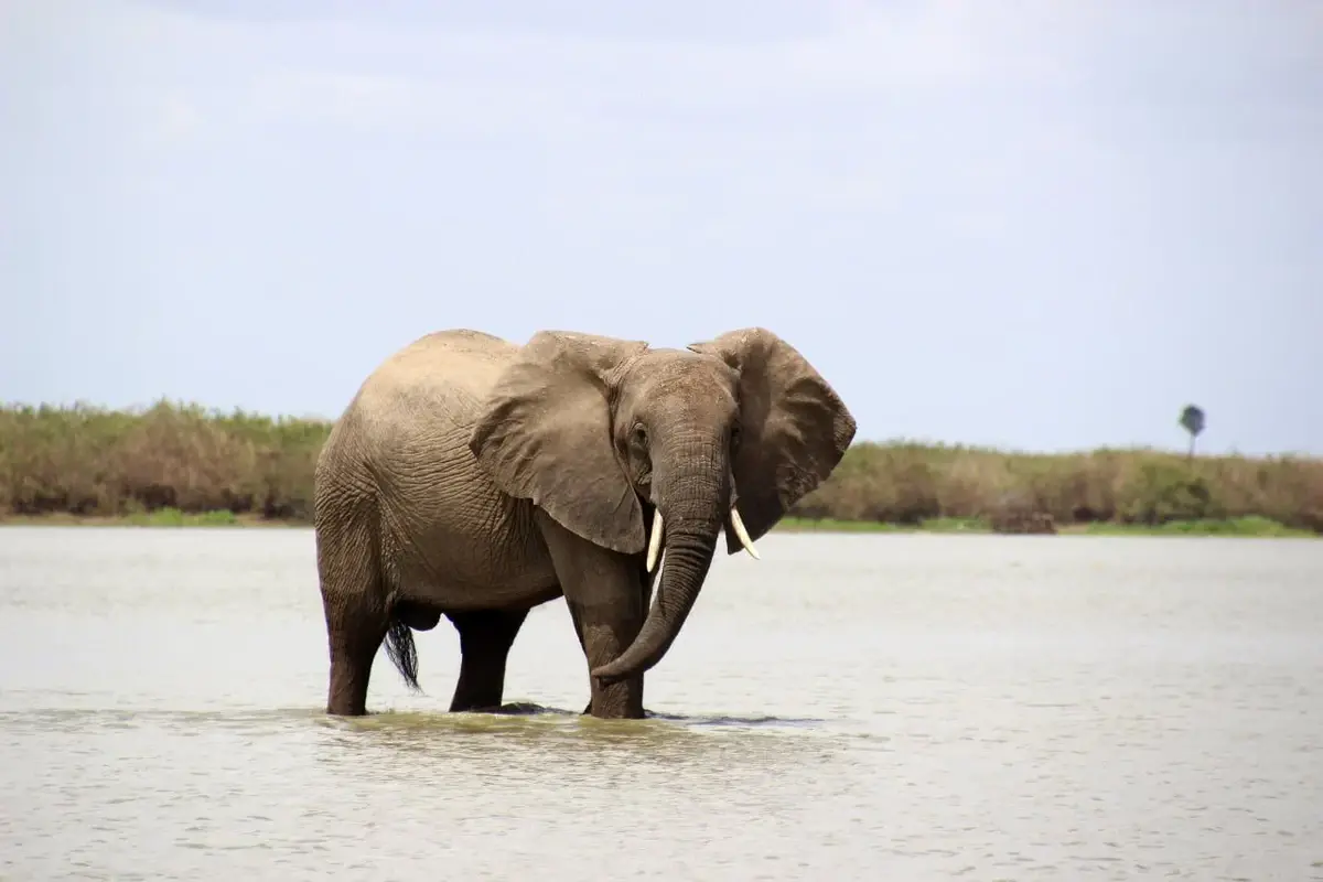 Lake Natron Tours And Safari Unleash Your Adventurous Spirit